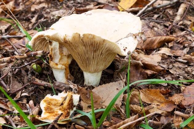 8 setas para tus platos otoñales | Gastronosfera