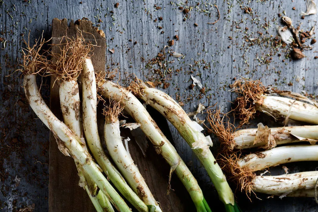 calçots | Gastronosfera
