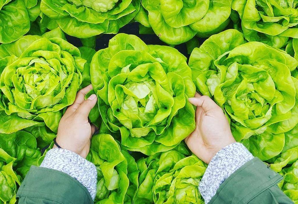 Lechugas, ¿cuál escoger? | Gastronosfera
